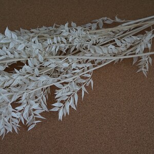 Bleached Italian Ruscus, Dried Ruscus, Dried Flowers, Wedding Flowers ...