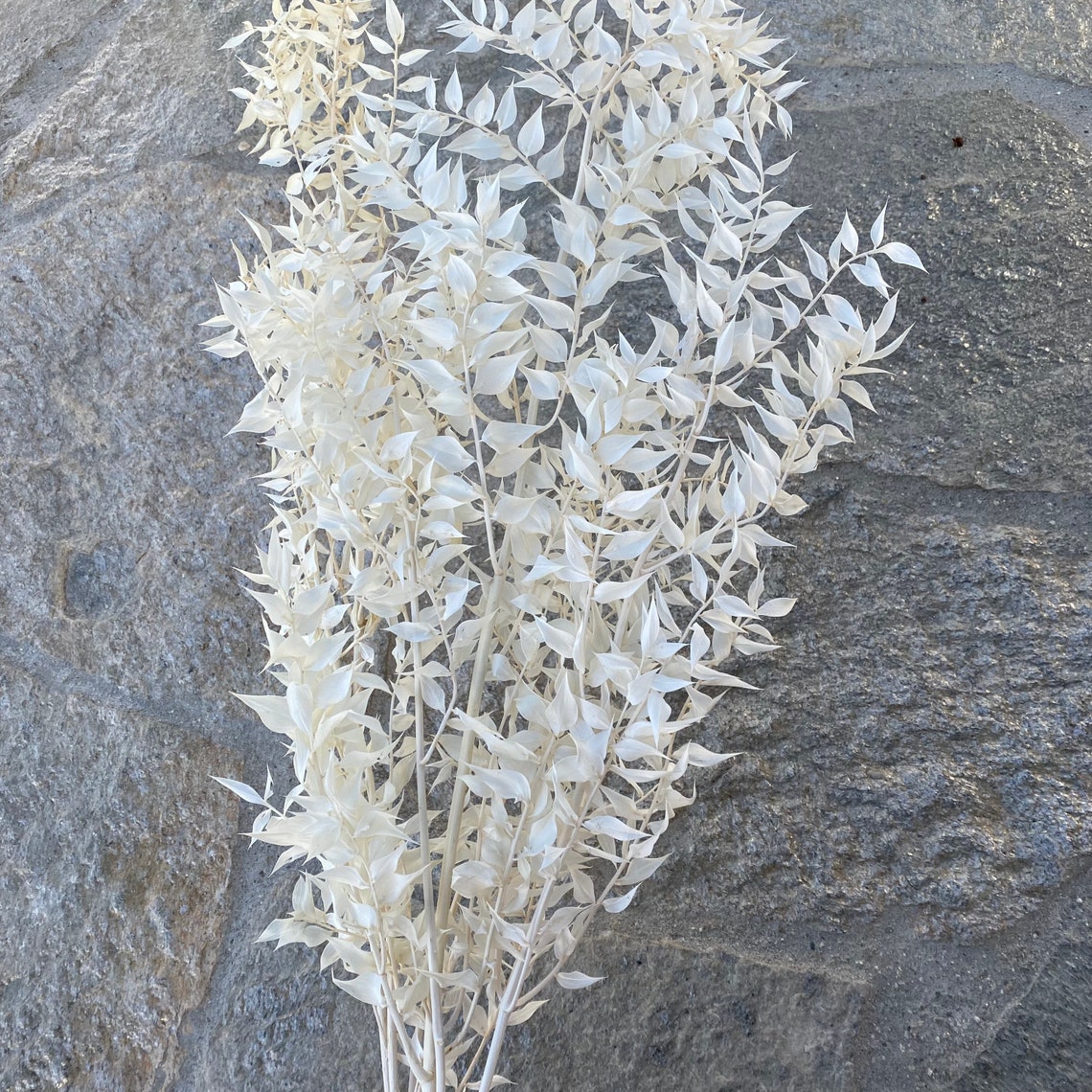 Bleached Italian ruscus Dried Ruscus Dried Flowers Wedding | Etsy