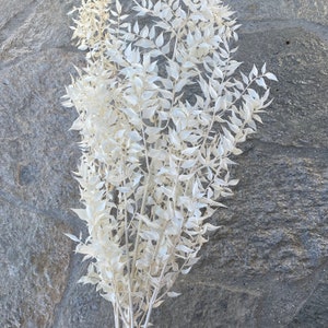 Bleached Italian Ruscus, Dried Ruscus, Dried Flowers, Wedding Flowers ...