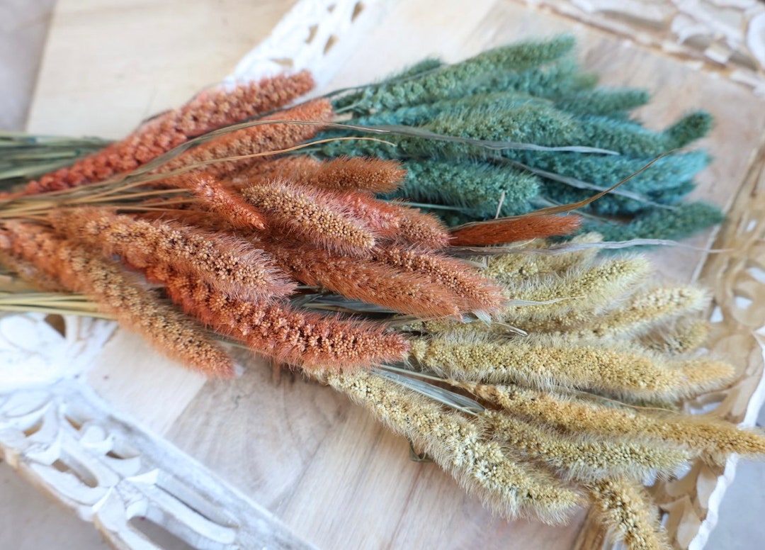 Dried Setaria Grass, Dried Flowers, Wedding Flowers, Foxtail Millet ...