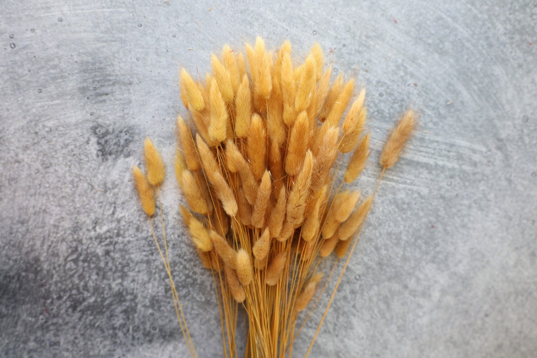 Honey Yellow Lagurus Flower Bush, Dried Flowers, Wedding Flowers, Bunny ...