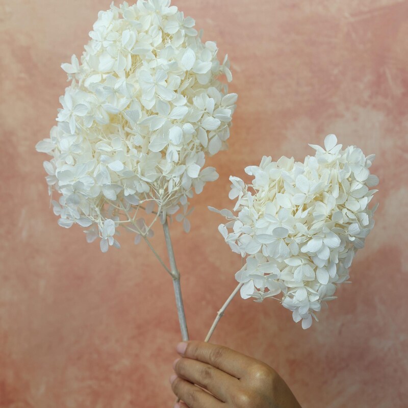 Dried Hydrangeas - Etsy