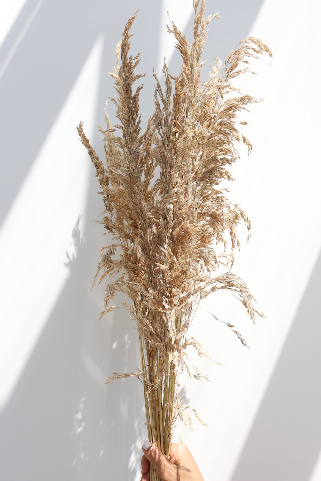 Wild Oats Natural, Dried Flowers, Wedding Flowers, Home Decor, Wedding ...
