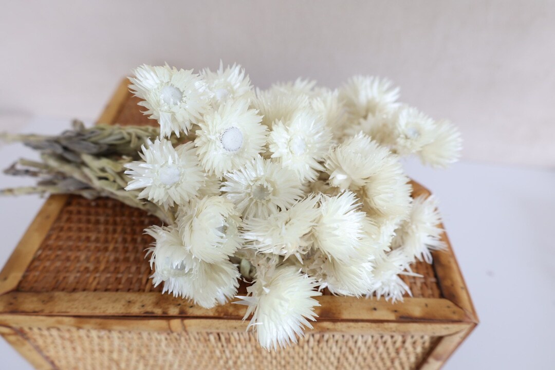 Dried White Everlasting Strawflowers, Daisy, Dried Flowers, Natural ...