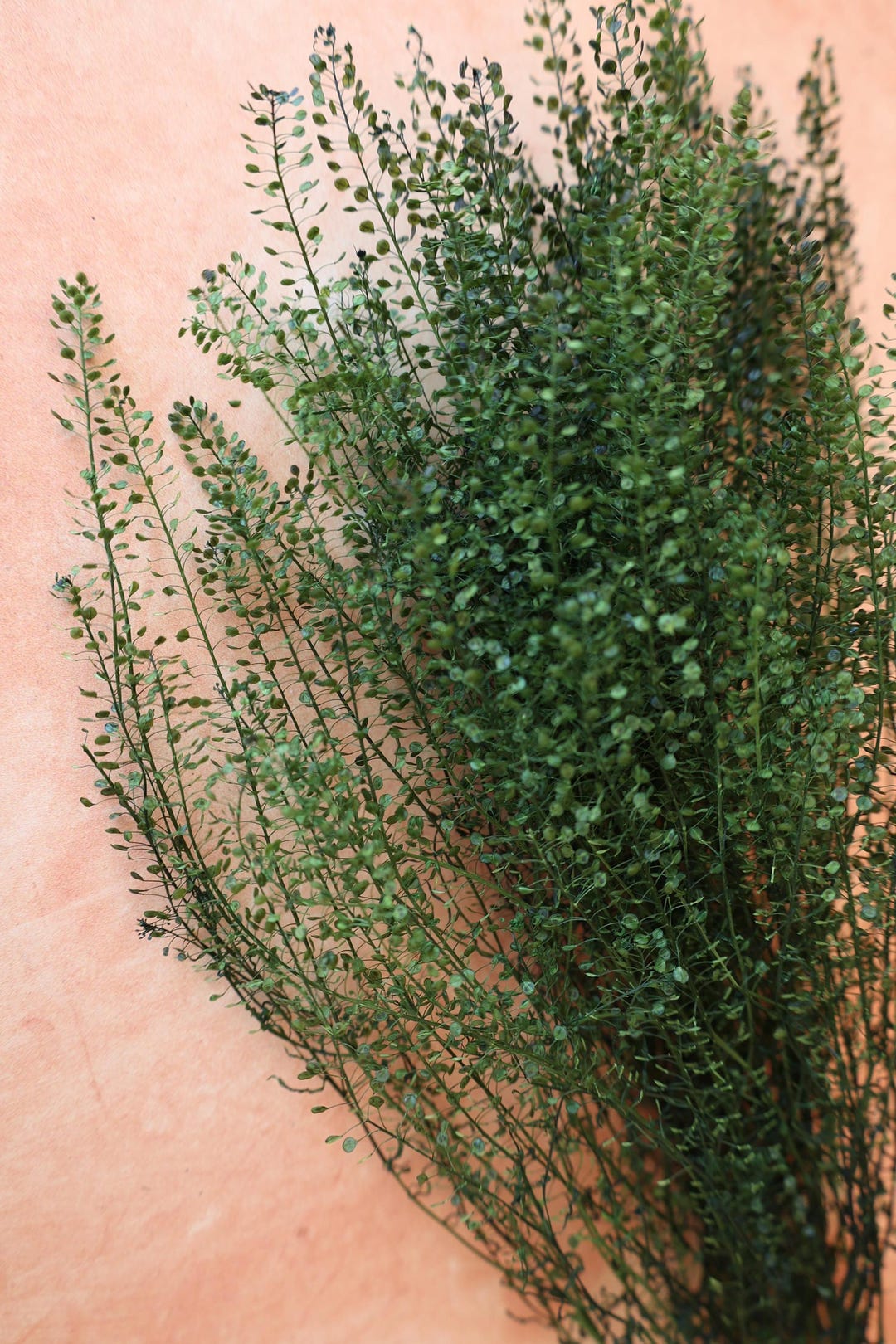 Dried Lepidium, Dried Pepper Grass, Garden Cress, Grass, Preserved ...