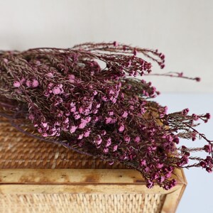 Preserved Pink Phylica, Dried Phylica, Fillers, Flower Arrangements ...