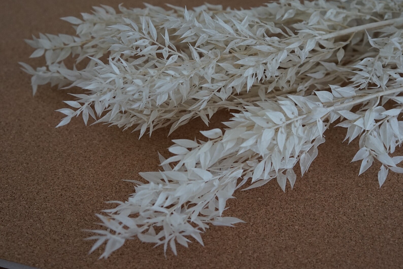 Bleached Italian Ruscus Dried Ruscus Dried Flowers Wedding - Etsy