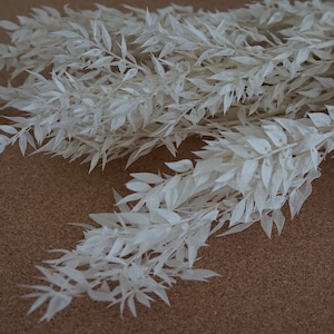 Bleached Italian Ruscus, Dried Ruscus, Dried Flowers, Wedding Flowers ...