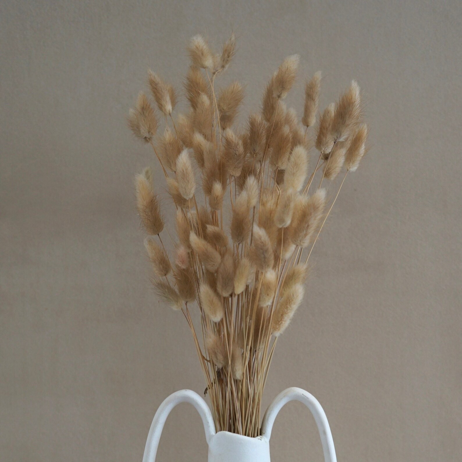 Natural Lagurus Flower Bush Dried Flowers Wedding Flowers - Etsy