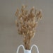 Natural Lagurus Flower Bush Dried Flowers Wedding Flowers - Etsy