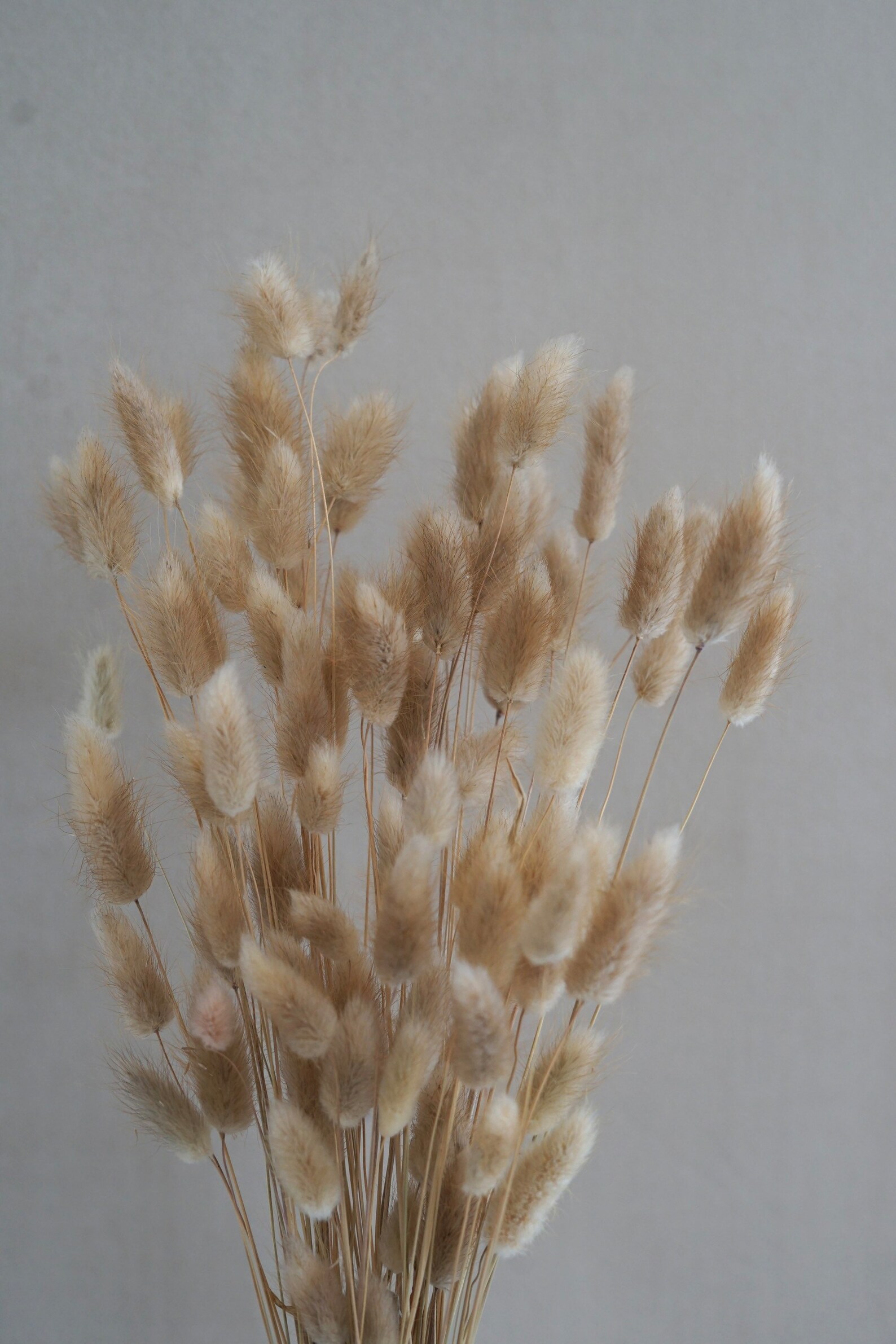 Natural Lagurus Flower Bush Dried Flowers Wedding Flowers - Etsy