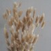 Natural Lagurus Flower Bush Dried Flowers Wedding Flowers - Etsy