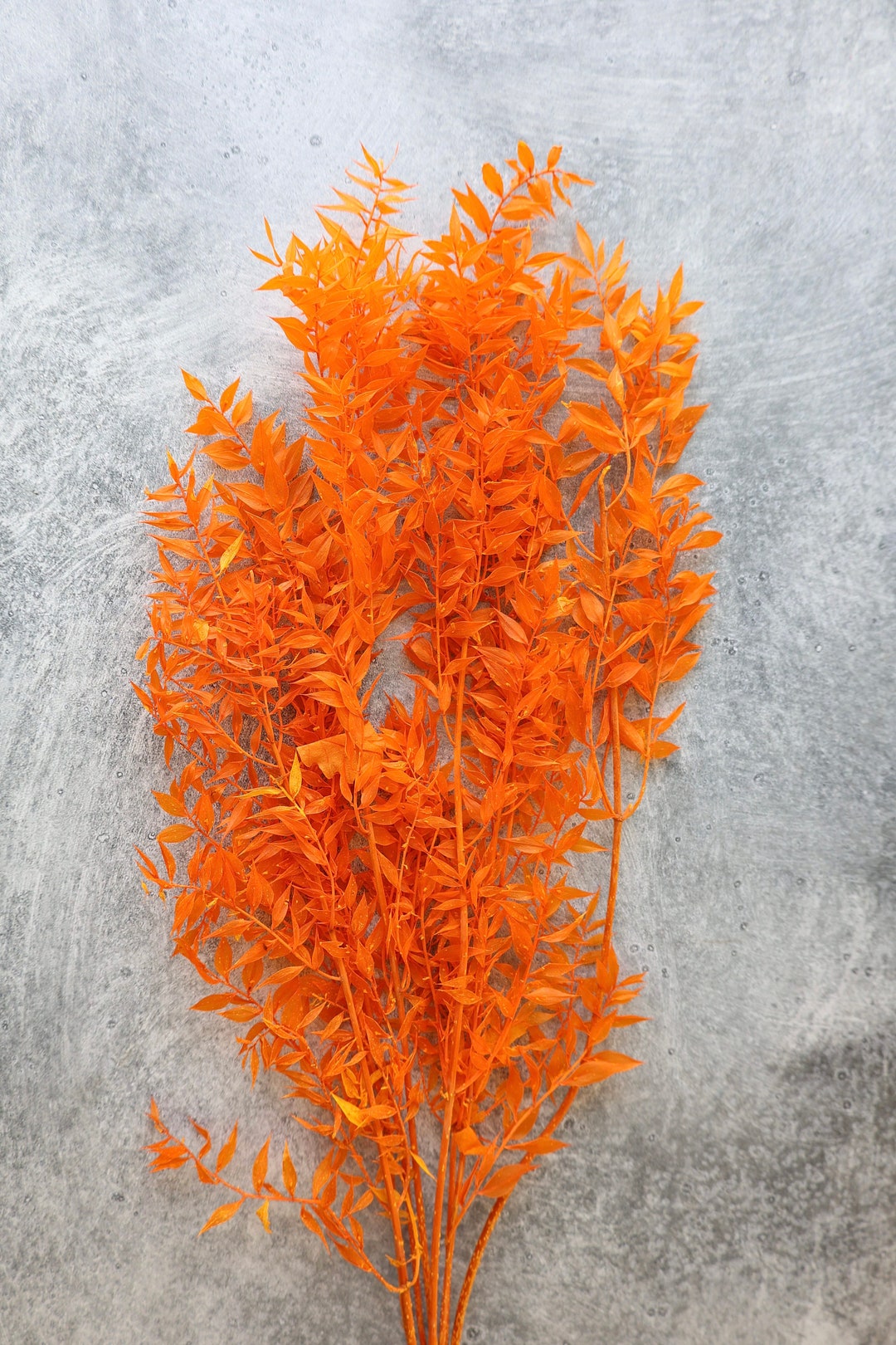 Preserved Italian Ruscus, Dried Ruscus, Dried Flowers, Wedding Flowers ...