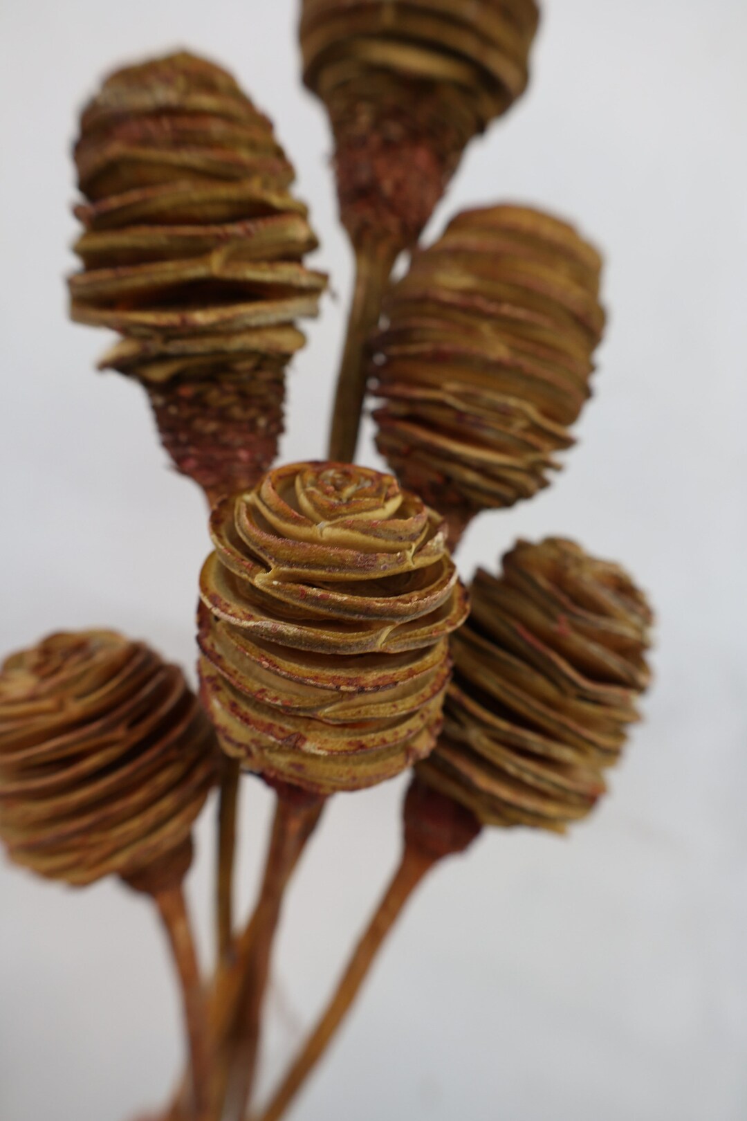Spiral Cone, Dried South African Spiral Fruit Bunch, Spiral Fruit ...
