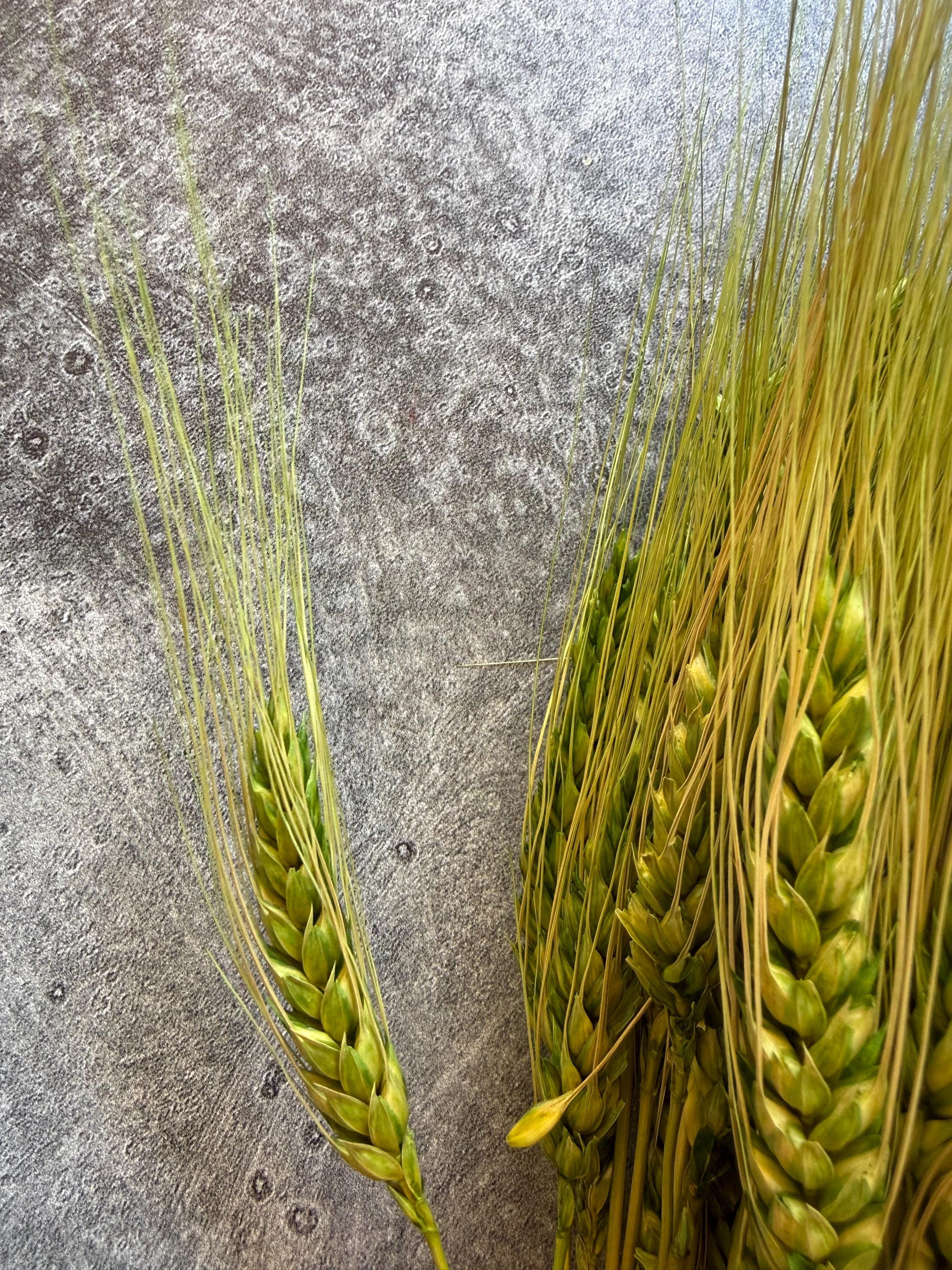 Dried Wheat Stalks, Farmhouse Decor - Etsy