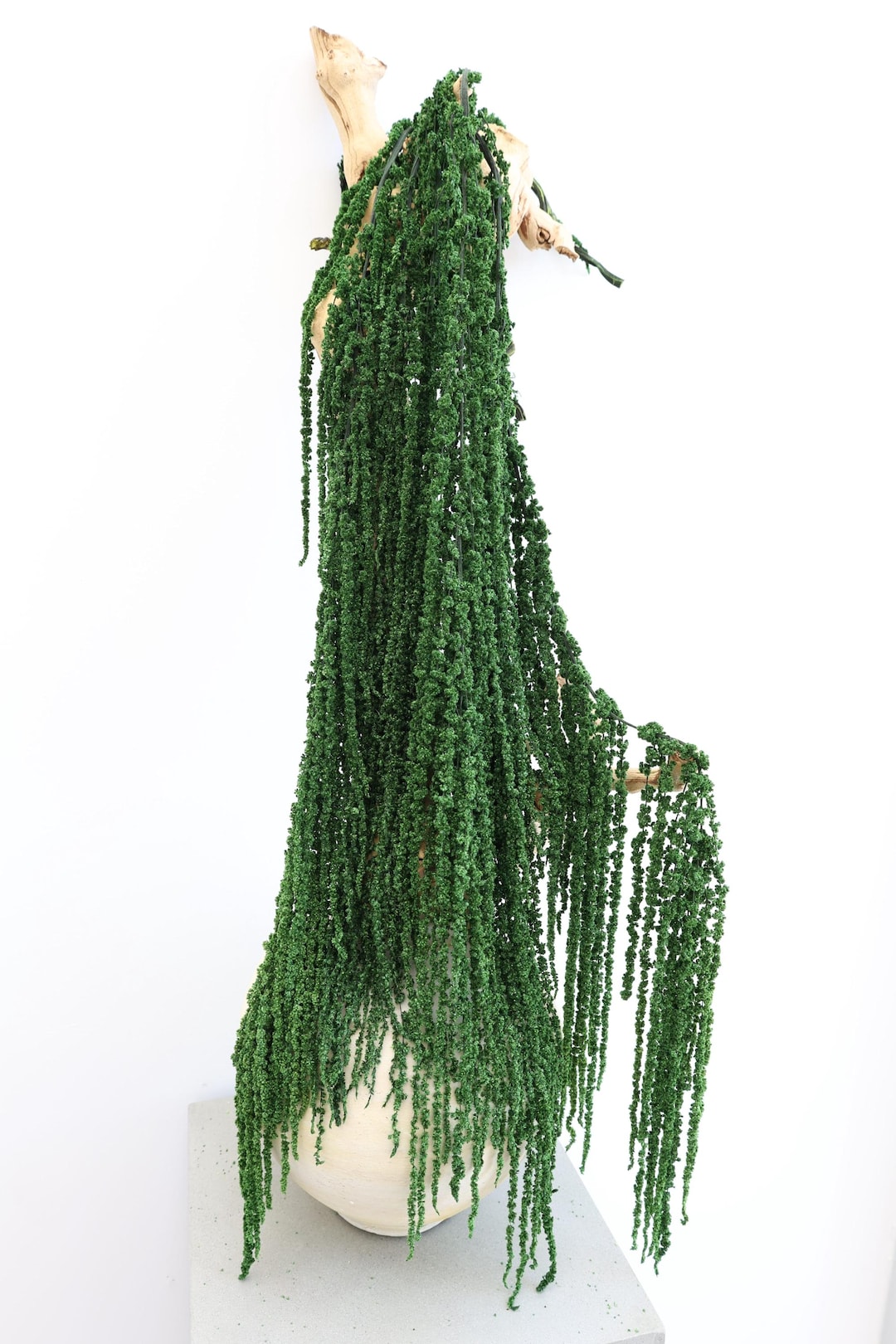 Amaranthus Hanging Preserved, Amaranthus, Hanging Amaranthus, Hanging ...