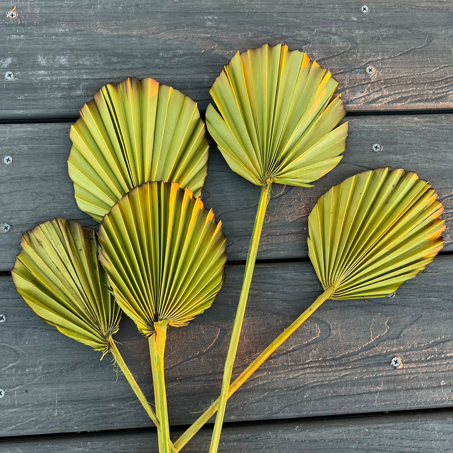 Palm Leaves, Dried Palm Burnt Leaf Fans, Palm Leave, Dried Flowers, Sun ...