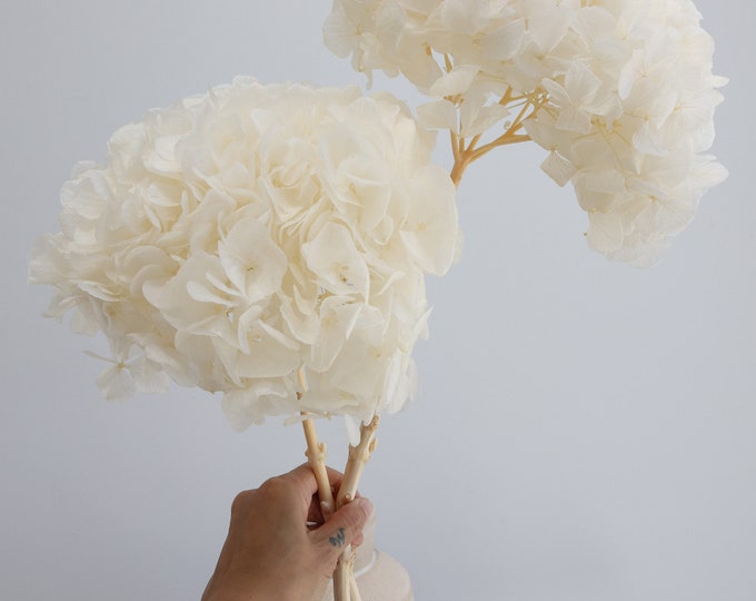 Preserved Caspia, Dried Flowers, Dried Limonium, Preserved Misty, Dried ...