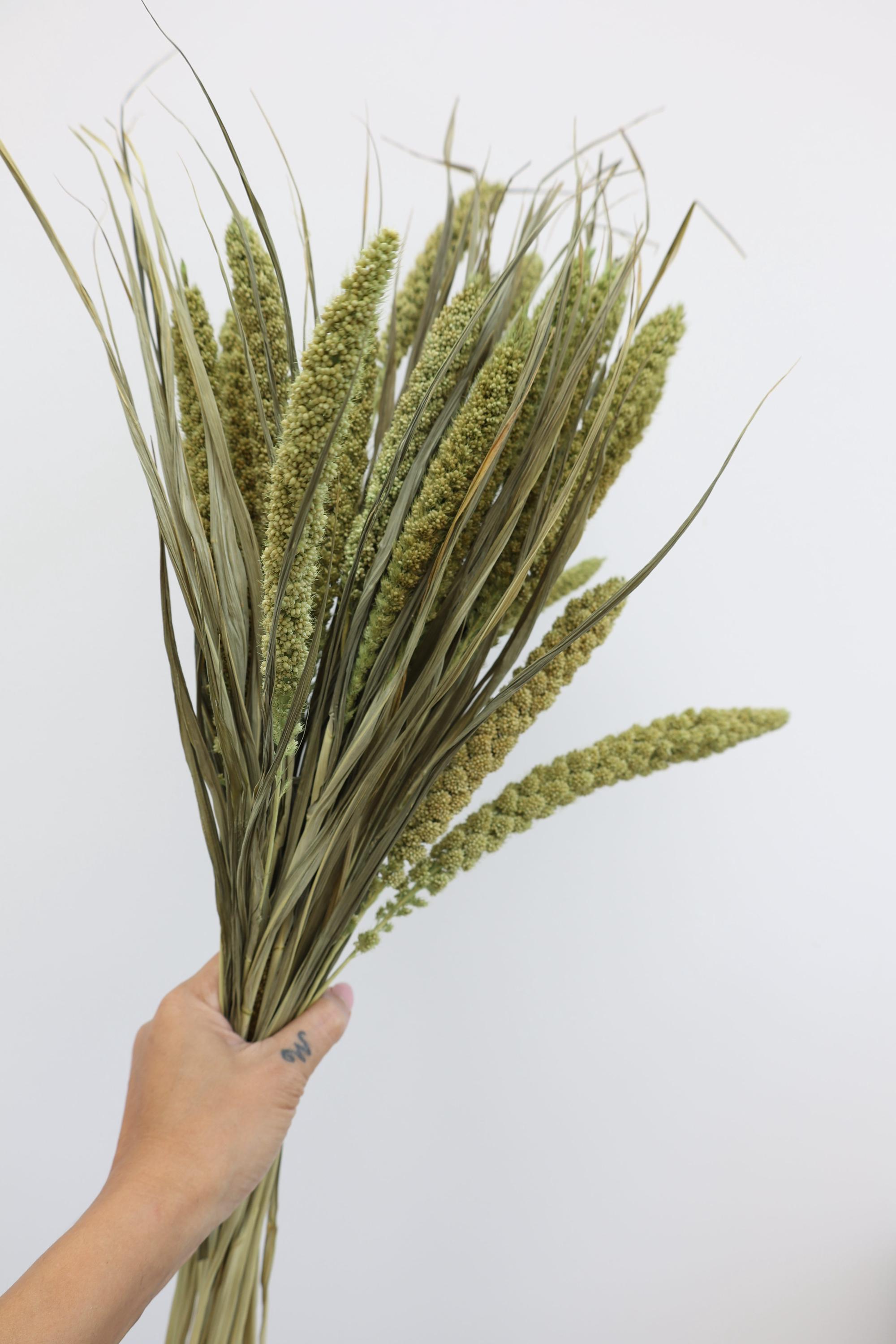 Dried Millet Grass Bundle, Natural Green Decor (23-29" Long) - Etsy