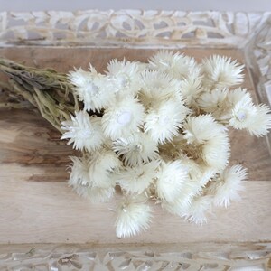 Dried White Everlasting Strawflowers, Daisy, Dried Flowers, Natural ...