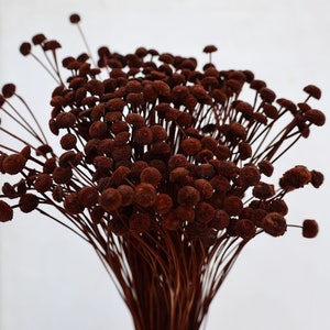 Chocolate Floral Button, Dried Floral Button, Floral Button Flowers ...