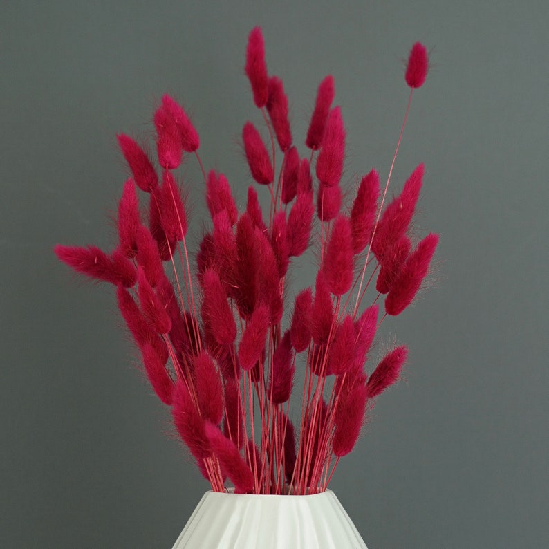 Cranberry Lagurus Flower Bush Dried Flowers Wedding Flowers - Etsy