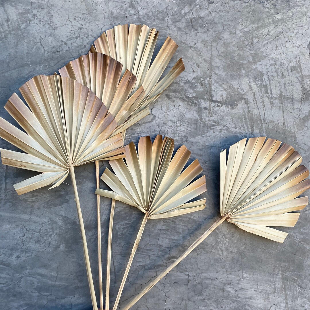 Dried Palm Burnt Leaf Fans, Palm Leave, Dried Flowers, Sun Palm Leaves ...