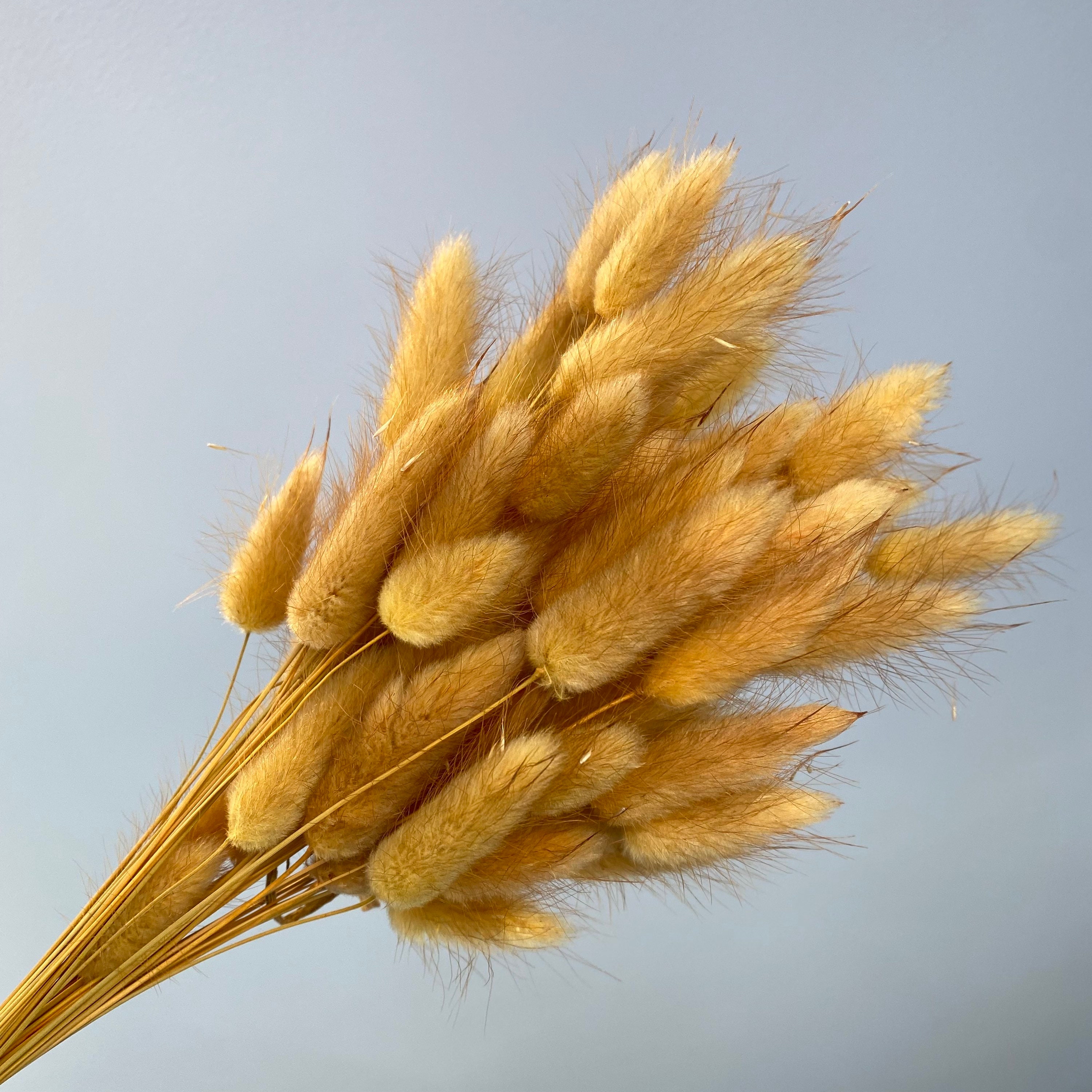 Honey Yellow Lagurus Flower Bush Dried Flowers Wedding - Etsy