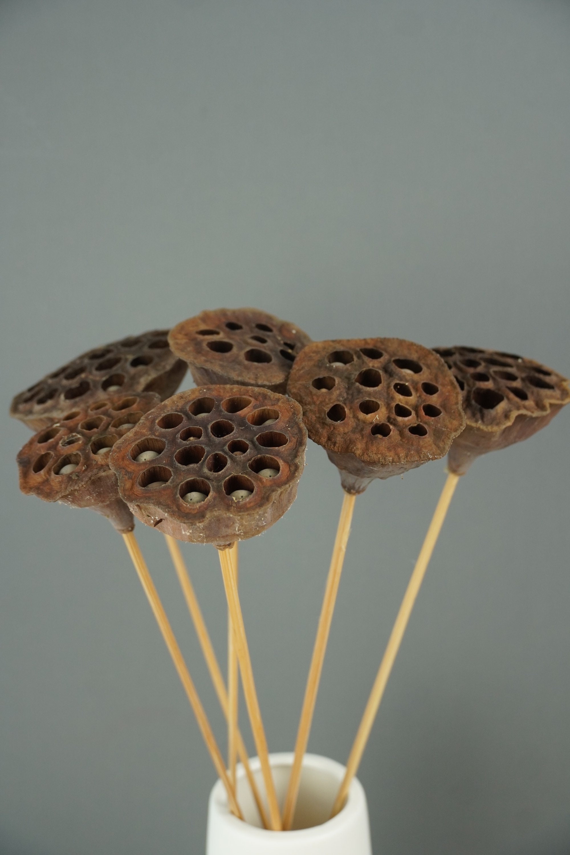 Lotus Pods, Dried Flowers, Dried Lotus Pods, Wedding Flowers, Home ...
