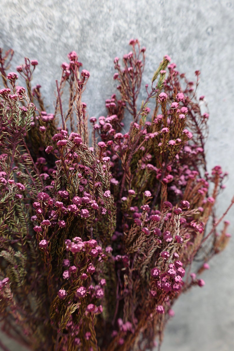 Preserved Pink Phylica, Dried Phylica, Fillers, Flower Arrangements ...