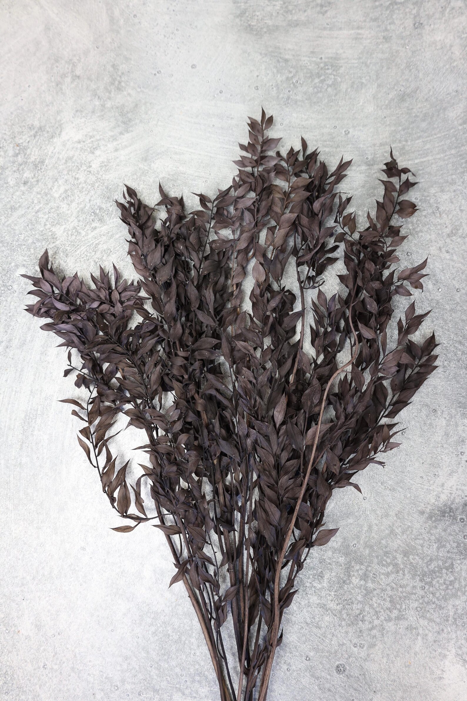 Italian Ruscus, Dried Ruscus, Dried Flowers, Wedding Flowers, Home ...