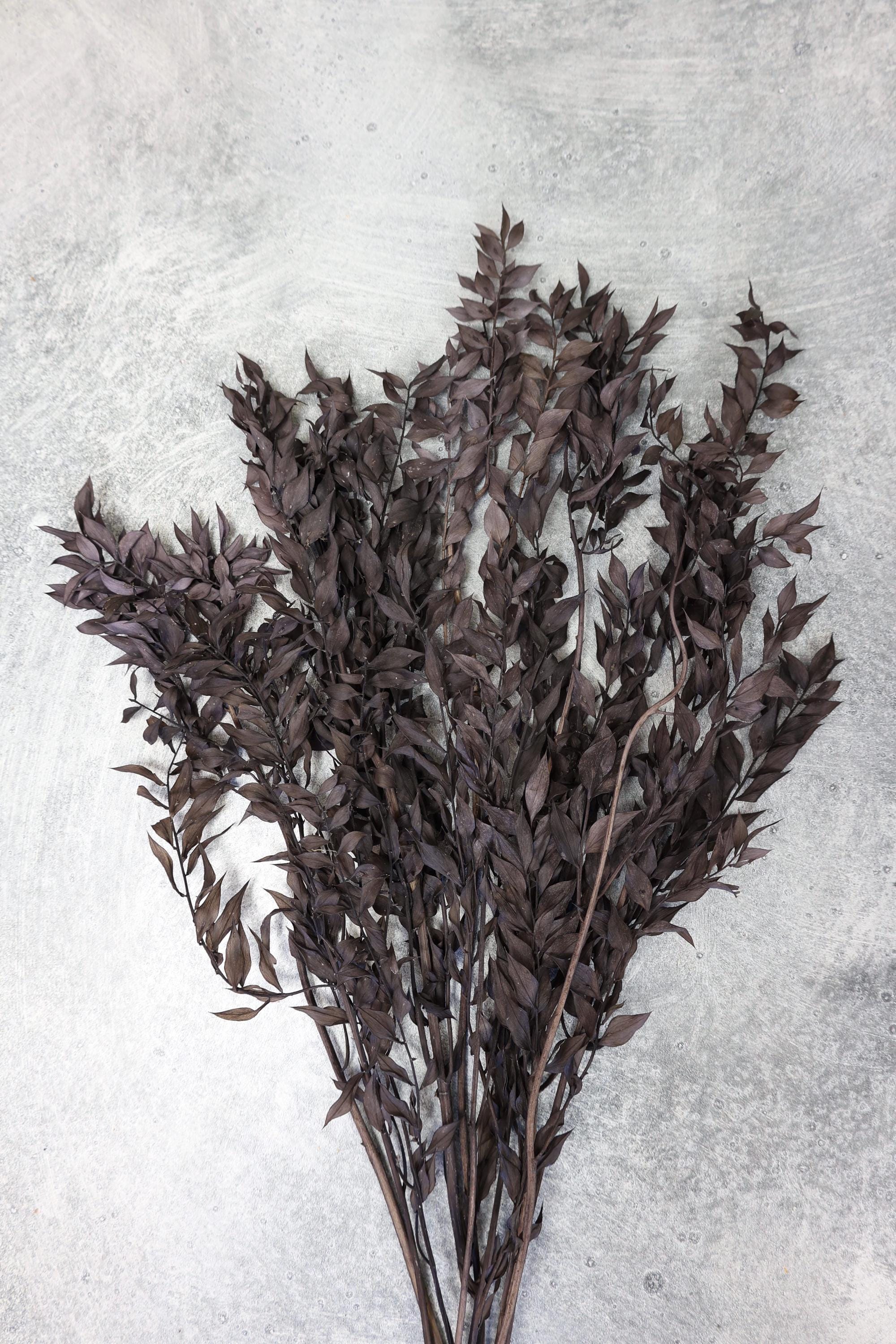 Italian Ruscus, Dried Ruscus, Dried Flowers, Wedding Flowers, Home ...