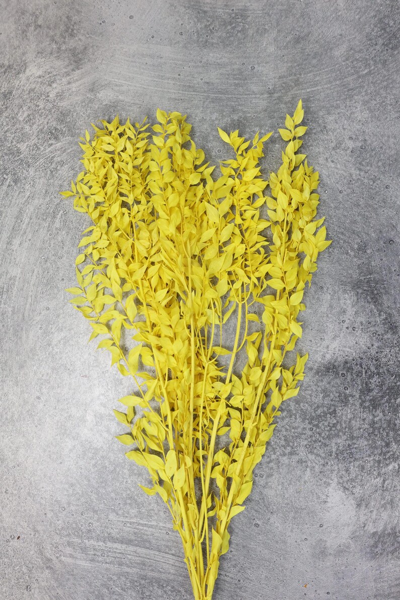 Italian Ruscus, Dried Ruscus, Dried Flowers, Wedding Flowers, Home ...