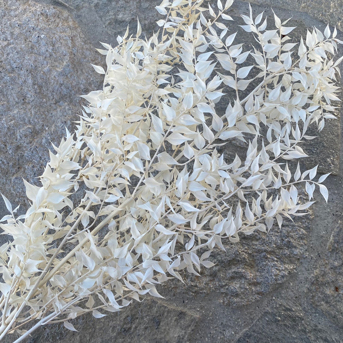 Bleached Italian Ruscus Dried Ruscus Dried Flowers Wedding | Etsy