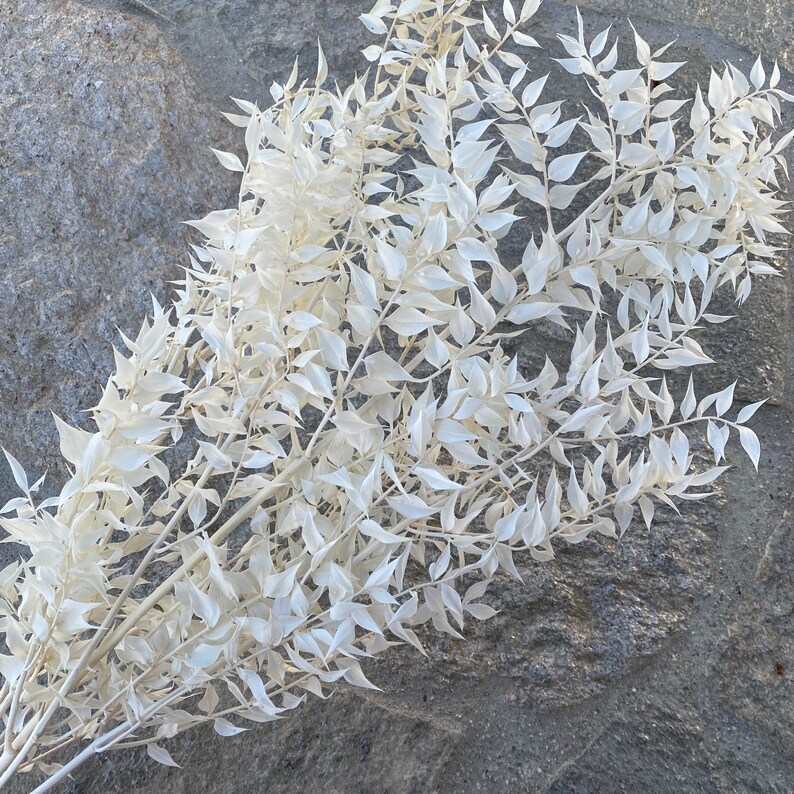 Bleached Italian Ruscus Dried Ruscus Dried Flowers Wedding | Etsy