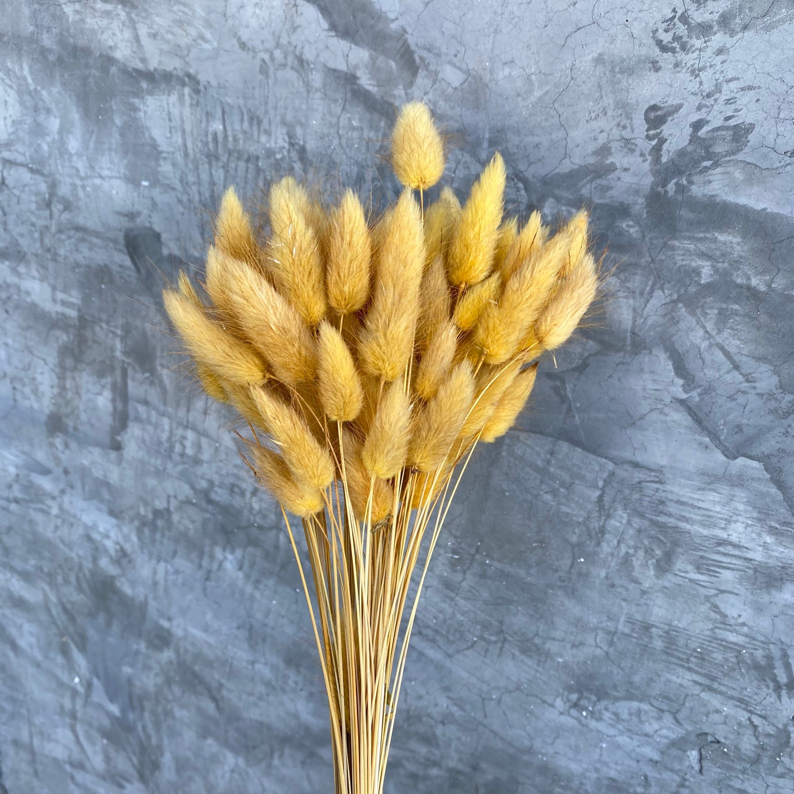 Honey yellow Lagurus Flower Bush Dried Flowers Wedding | Etsy