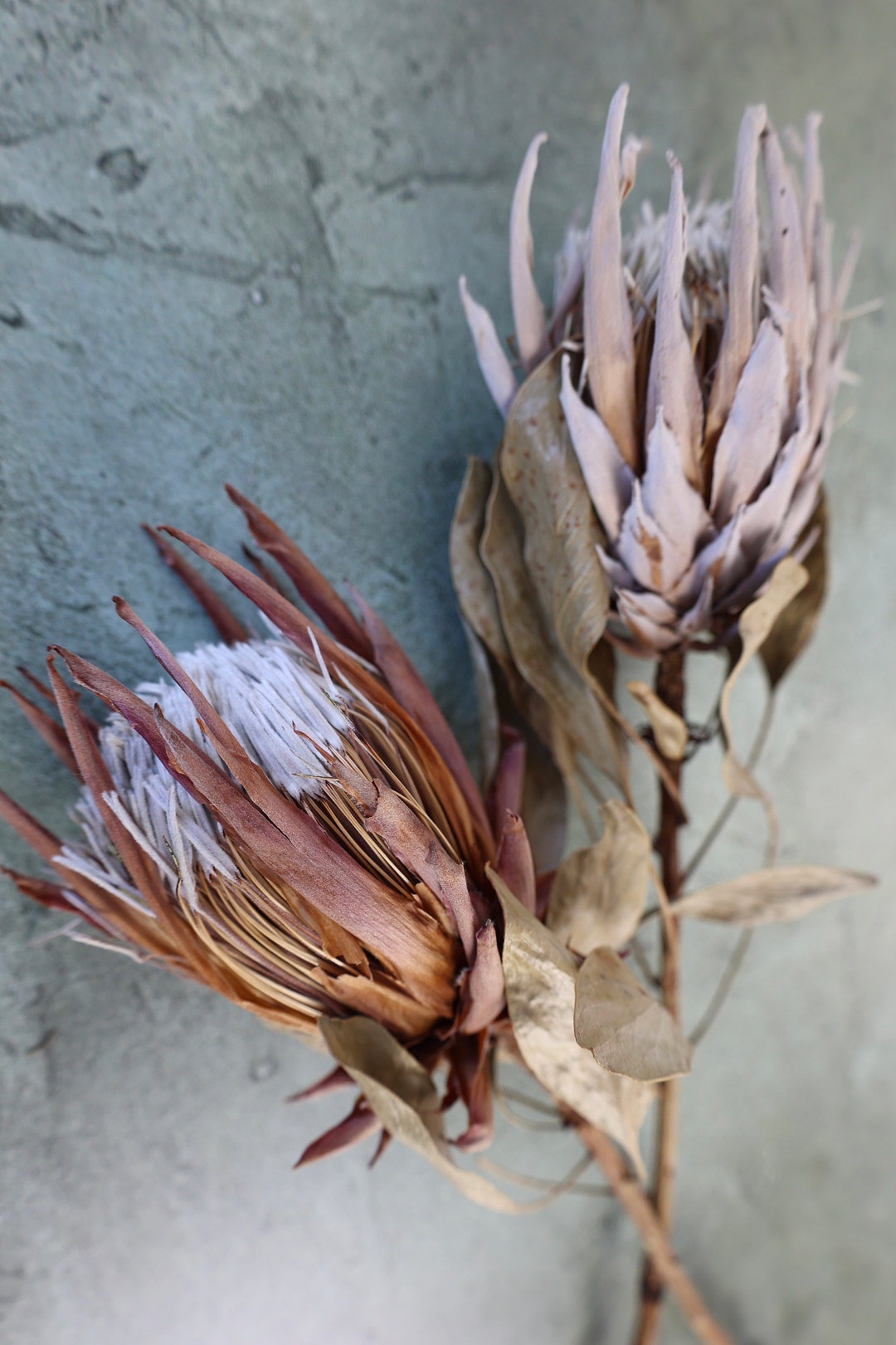 Dried King Protea Flowers, Dried Flowers, Wedding Flowers, Home Decor ...