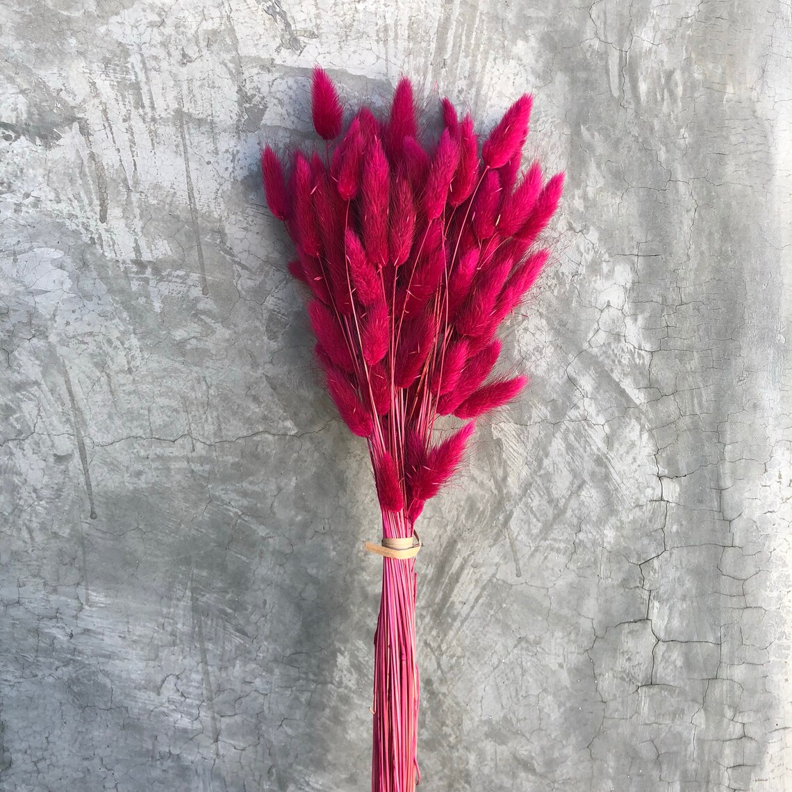 Cranberry Lagurus Flower Bush Dried Flowers Wedding | Etsy