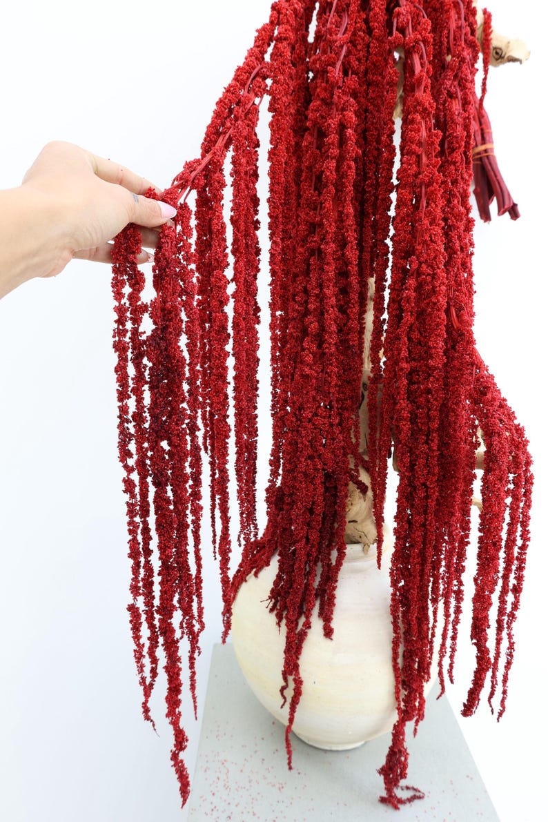 Deep Red Amaranthus Hanging Preserved - Etsy