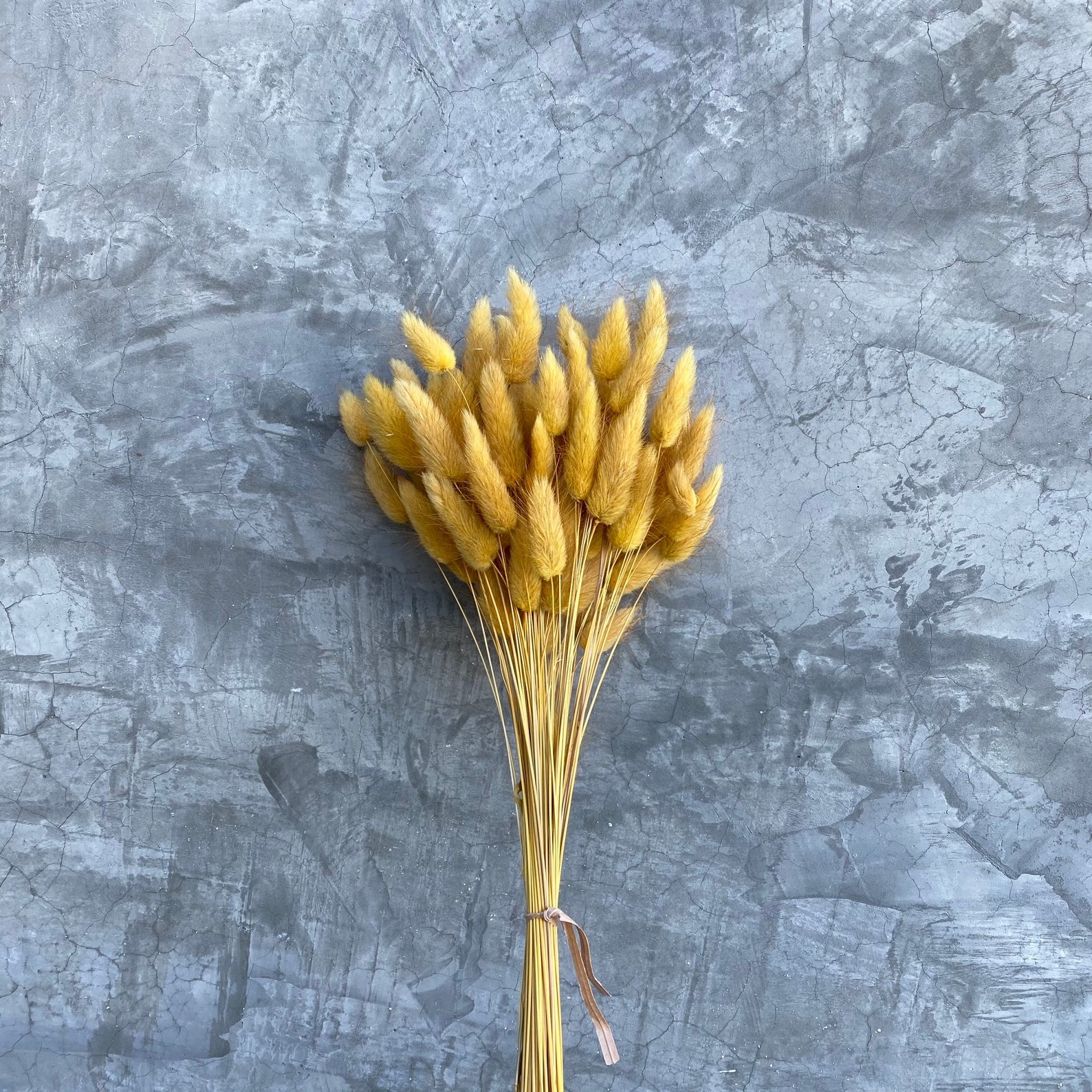 Honey yellow Lagurus Flower Bush Dried Flowers Wedding | Etsy