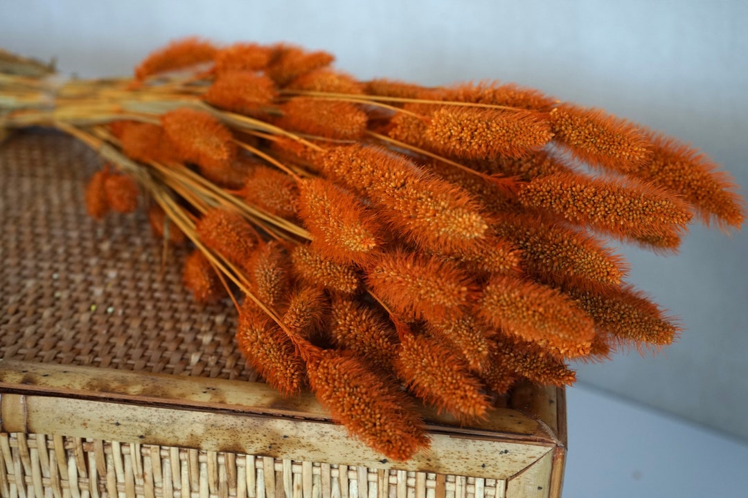 Dried Setaria Grass, Foxtail Millet, Dried Flowers, Wedding Flowers ...