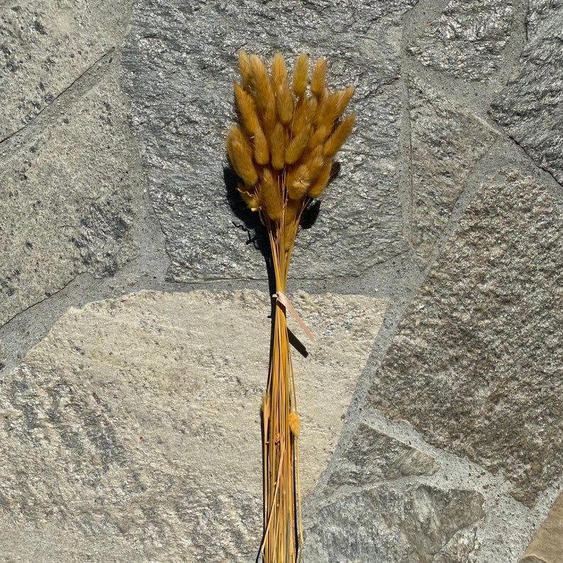 Honey Yellow Lagurus Flower Bush Dried Flowers Wedding - Etsy