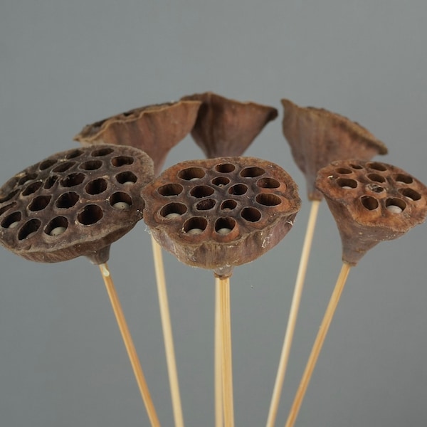Lotus Pods - Etsy