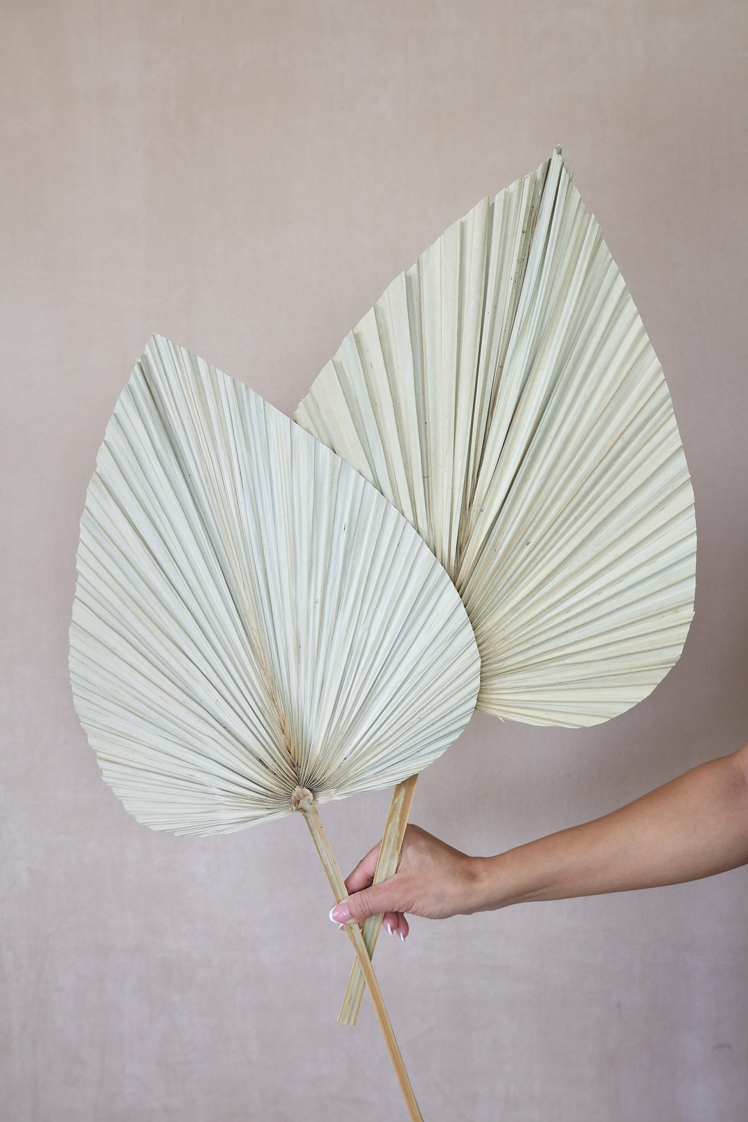 Set of 3 Large Palm Leaves, Dried Palms, Sun Palm Leaves, Wedding ...