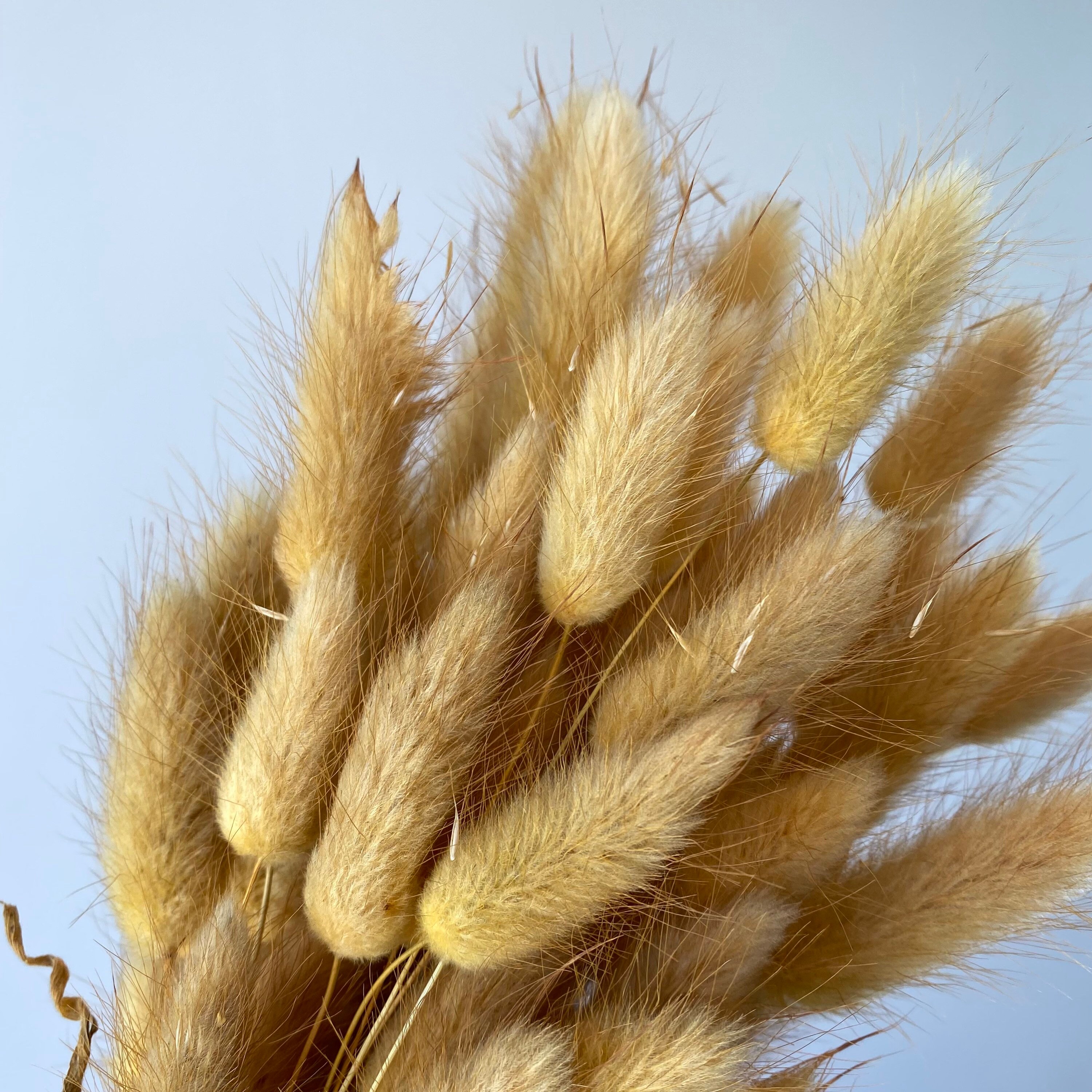 Honey Yellow Lagurus Flower Bush Dried Flowers Wedding - Etsy