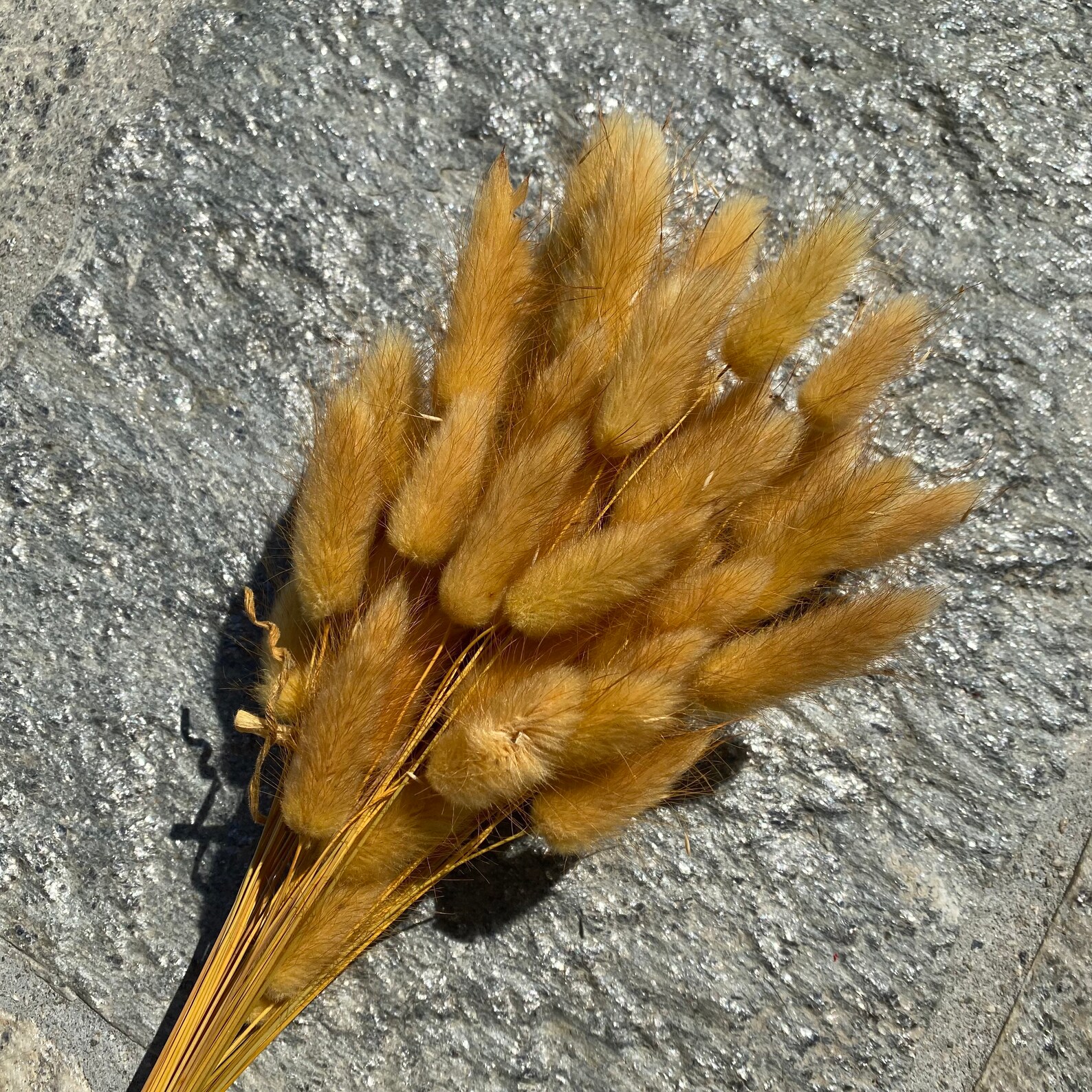 Honey Yellow Lagurus Flower Bush Dried Flowers Wedding - Etsy