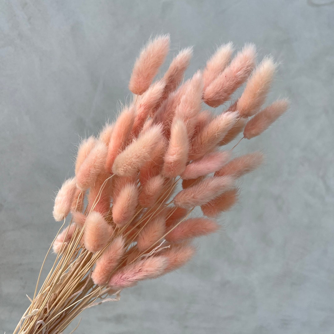 Lagurus Flower Bush, Dried Flowers, Wedding Flowers, Bunny Tails ...