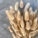 Natural Lagurus Flower Bush Dried Flowers Wedding Flowers - Etsy
