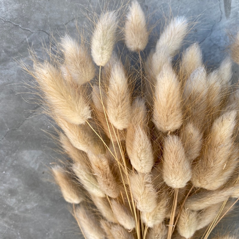 Natural Lagurus Flower Bush Dried Flowers Wedding Flowers - Etsy