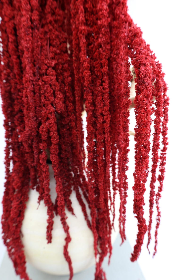 Deep Red Amaranthus Hanging Preserved - Etsy